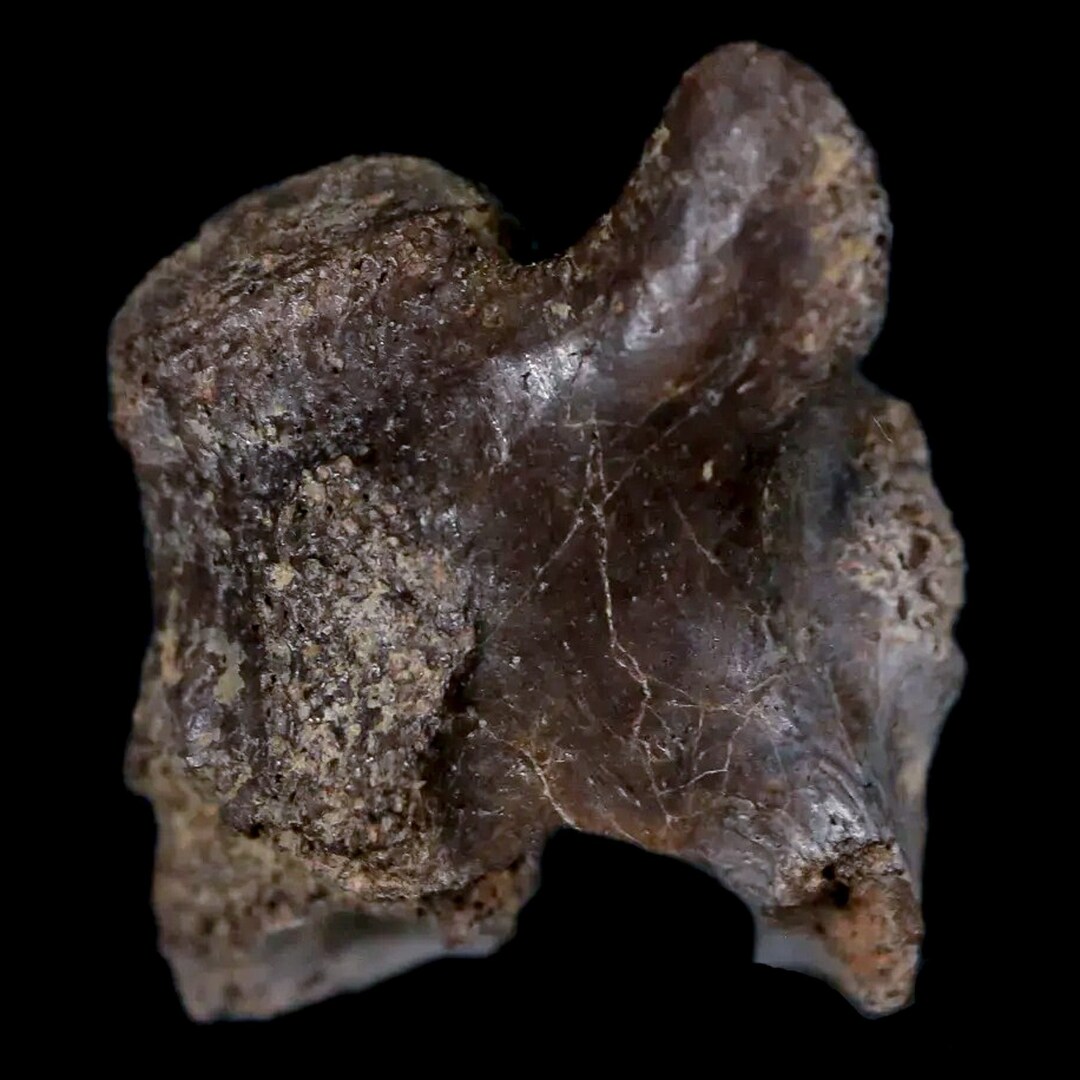 0.6 Raptor Fossil Vertebrae Bone Cretaceous Dinosaur Judith River ...