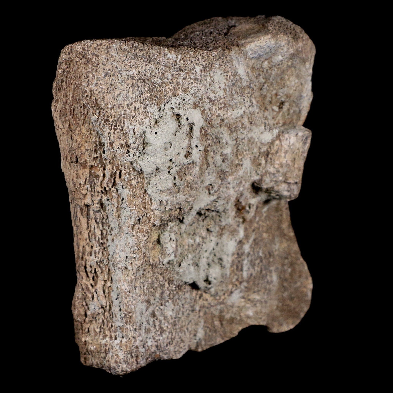 3.6" Maiasaura Hadrosaur Dinosaur Vertebrae Bone Fossil Two Medicine ...