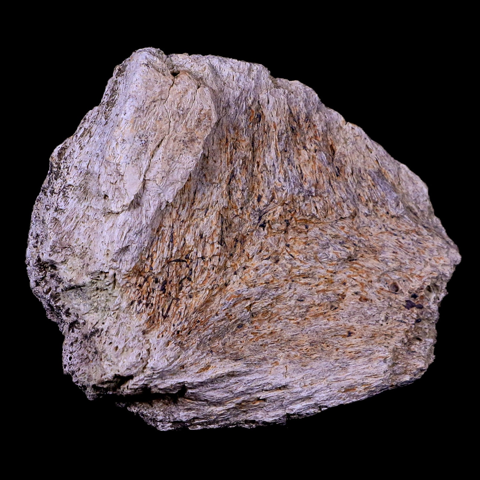 3.3 Triceratops Skull Fossil Bone Lance Creek Formation - Etsy