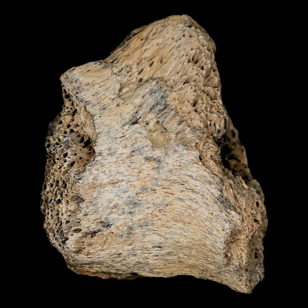 2.1" Lambeosaurus Bone Marrow Judith River FM MT Cretaceous Dinosaur ...