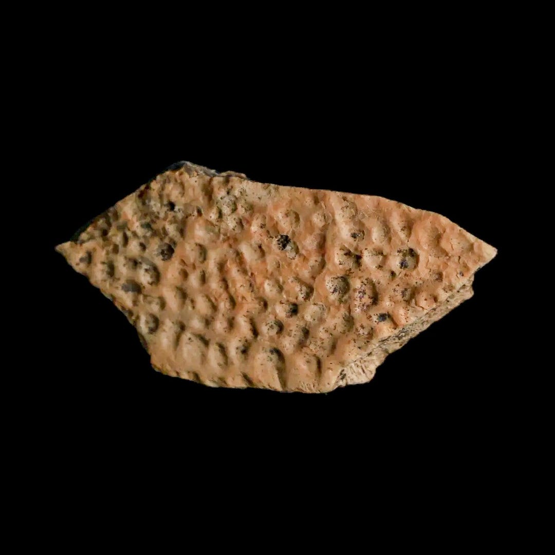 1.3 Fossil Turtle Shell Judith River Formation Montana 100 Million Year ...