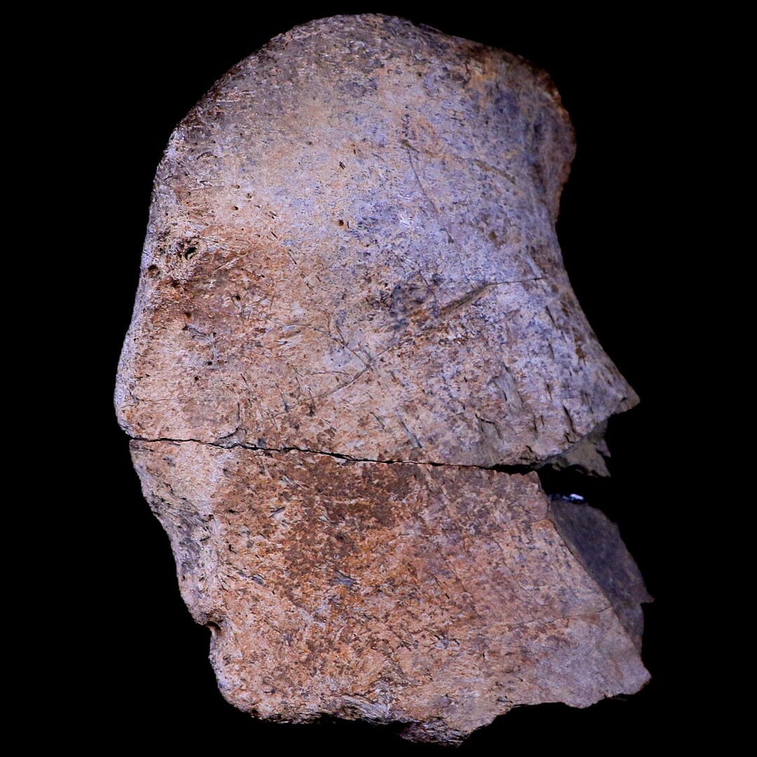 4.1" Triceratops Fossil Jaw Hinge Bone Lance Creek Formation Cretaceous ...