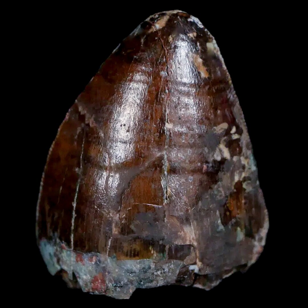 XL 1" Phytosaur Fossil Tooth Triassic Age Archosaur Redonda Formation ...