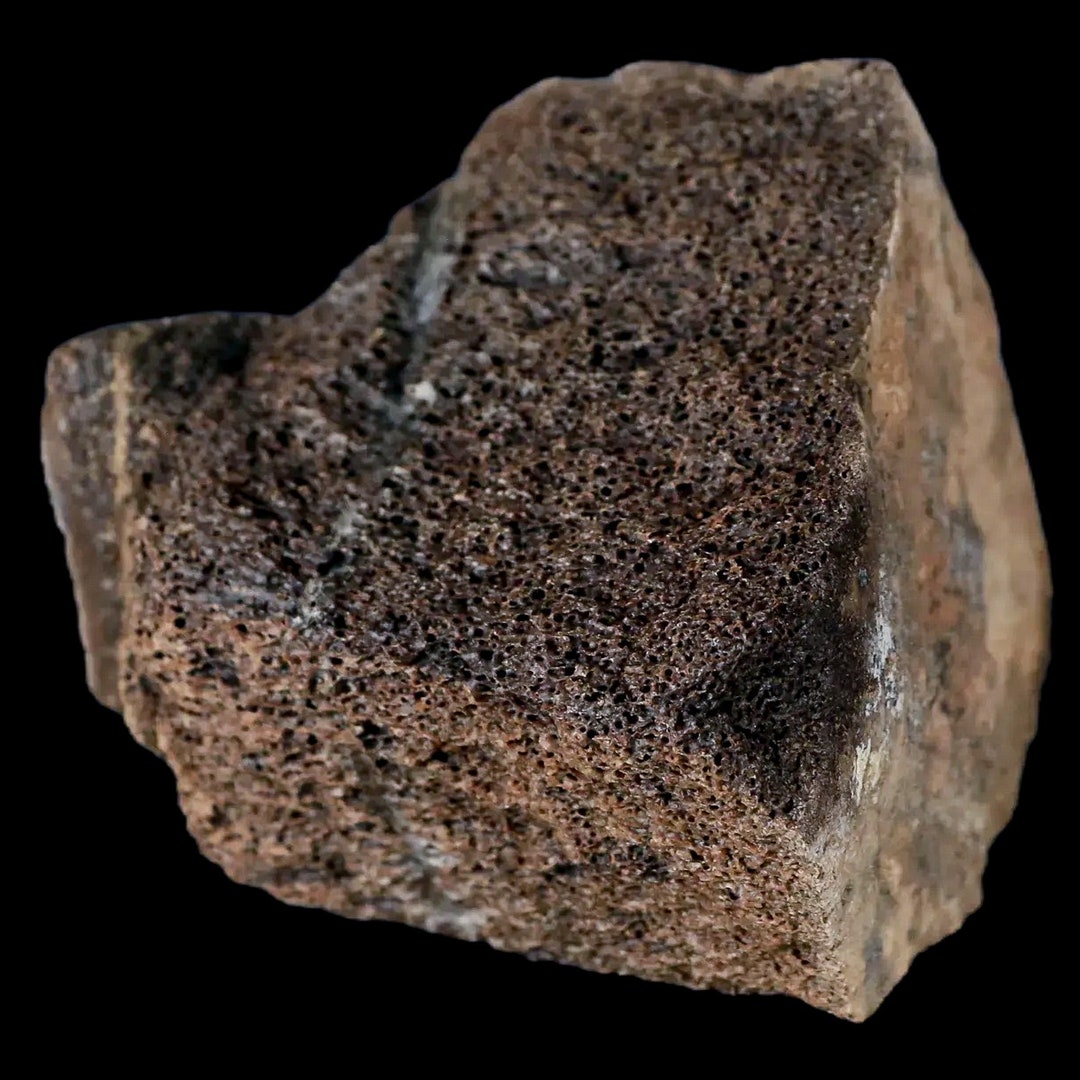 2.8" Centrosaurus Fossil Bone With Marrow Judith River Formation ...