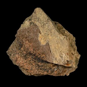 2.2" Triceratops Fossil Jaw Section Lance Creek Formation Cretaceous ...