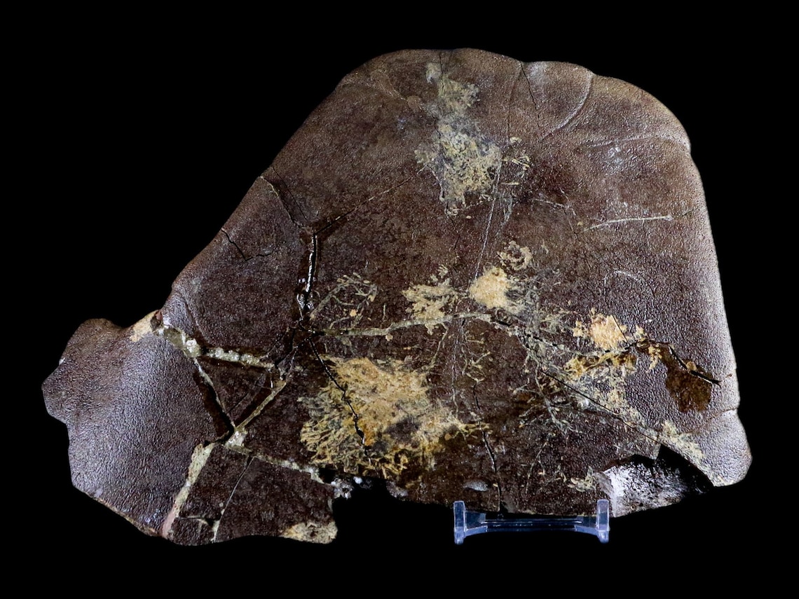 XL 8 Fossil Turtle Shell Hell Creek Formation Montana | Etsy