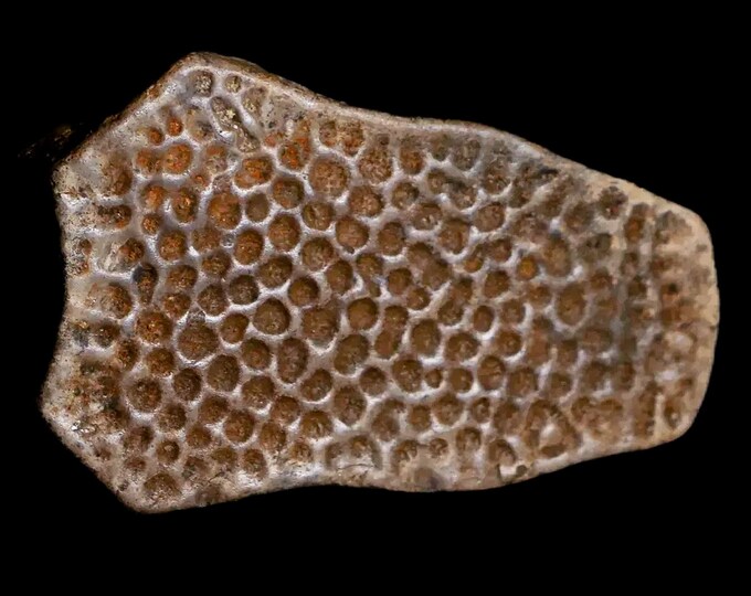 1.6" Fossil Turtle Shell Hell Creek Formation Montana 100 Million Year ...