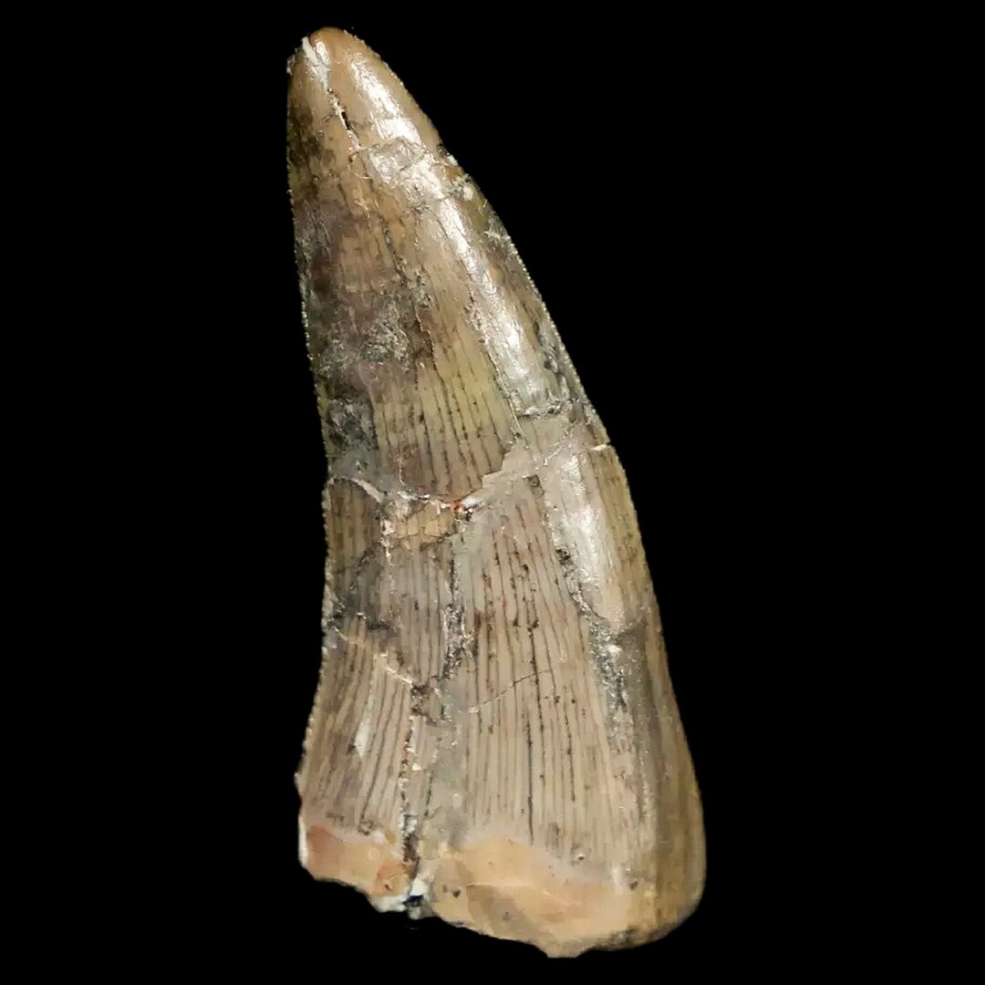 1.1 Postosuchus Rauisuchid Archosaur Fossil Tooth Chinle Formation ...