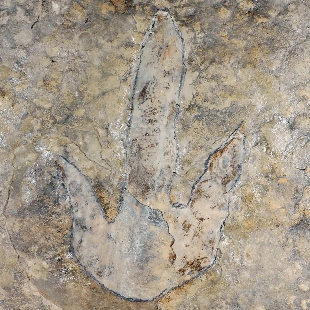 5 Grallator Variabilis Dinosaurs Tracks Foot Prints Jurassic Age France ...
