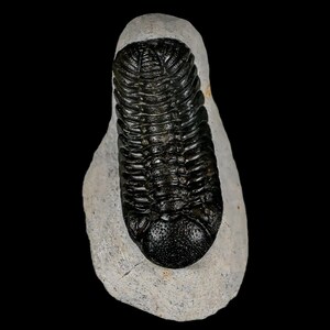 2.5 Moroccops Trilobite Fossil Devonian Morocco 400 Million Years Old ...