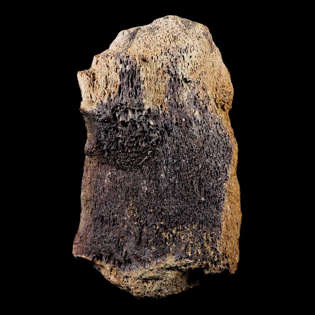 6.5" Torosaurus Bone Marrow Fossil Lance Creek Formation Cretaceous ...