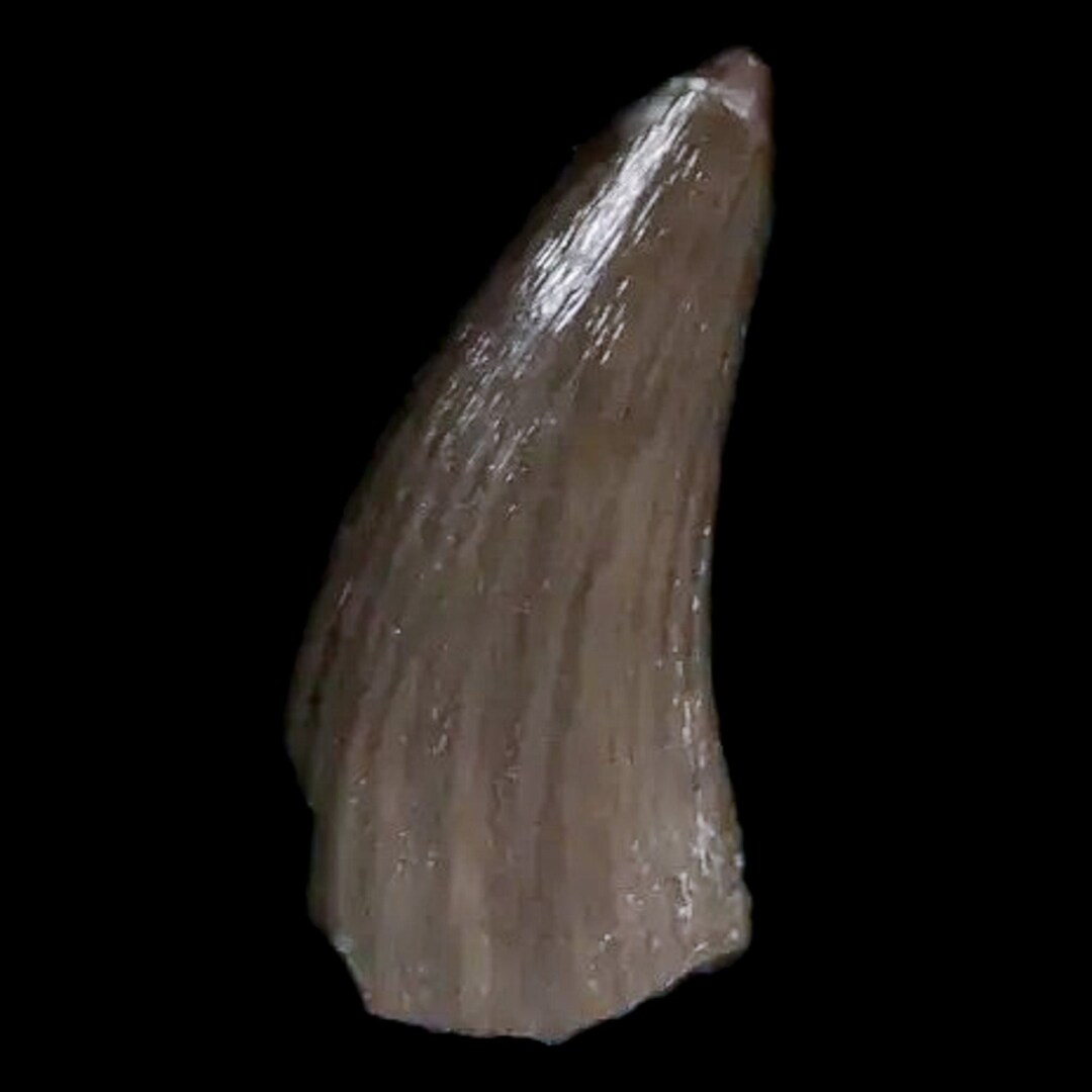 0.4 Postosuchus Rauisuchid Archosaur Fossil Tooth Chinle Formation ...