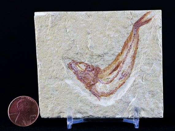 Craft Supplies & Tools 2.2 Lycoptera Fossil Fish Plate Specimen ...