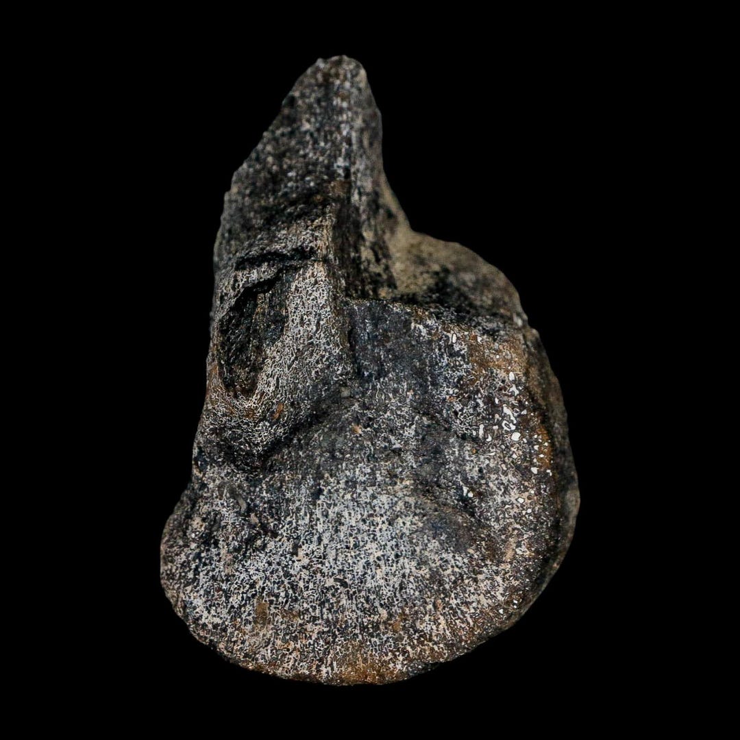 2.5" Hypacrosaurus Dinosaur Fossil Limb Bone Two Medicine Formation ...