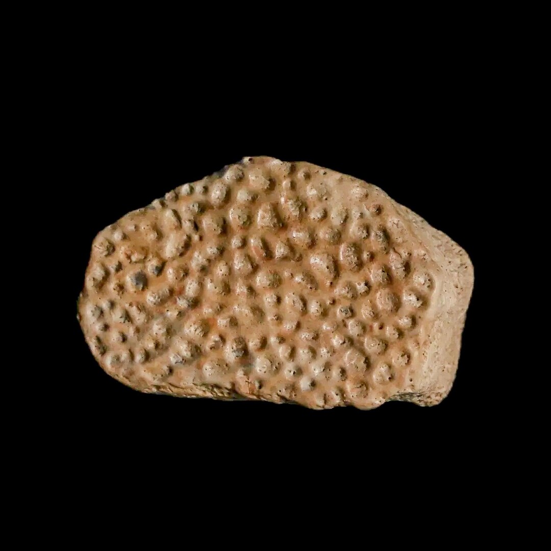 1 Fossil Turtle Shell Judith River Formation Montana 100 Million Year ...