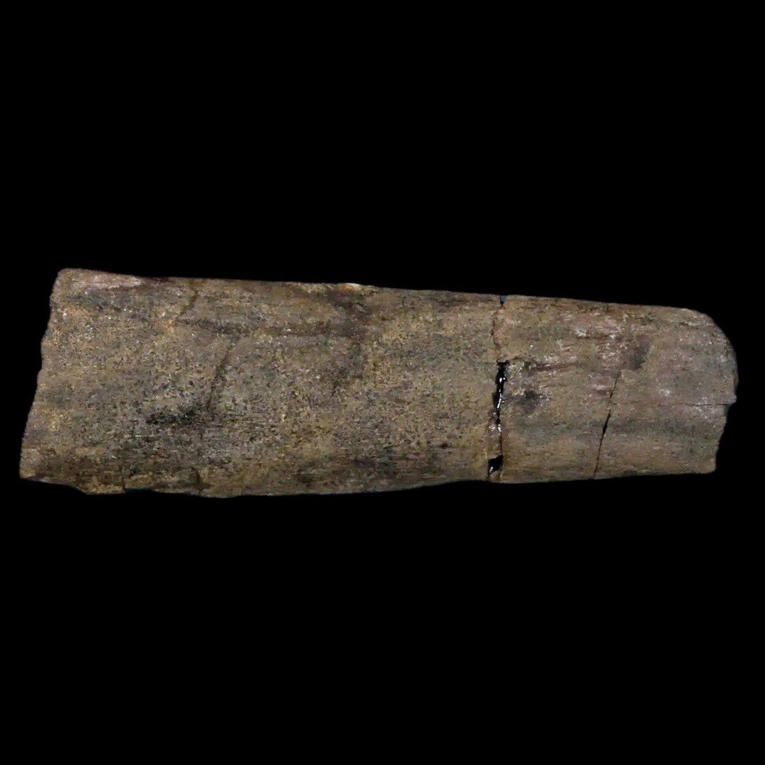 4.2" Hhypacrosaurus Dinosaur Fossil Rib Bone Two Medicine Formation ...