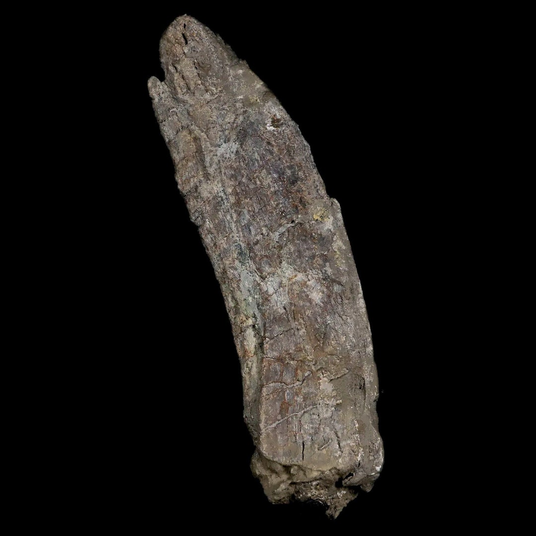 4.6 Dromaeosaur Raptor Fossil Rib Bone Hell Creek Formation Montana ...