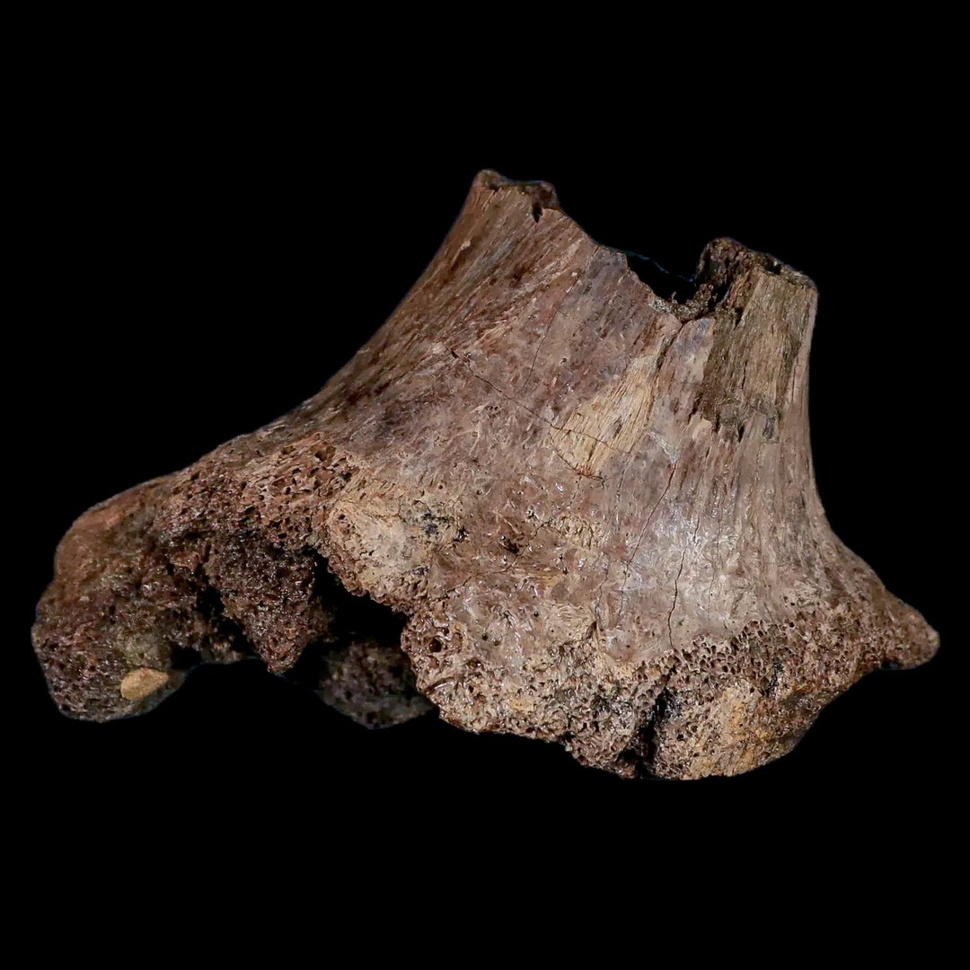 2.6 Centrosaurus Fossil Rib End Bone Judith River Formation Montana ...