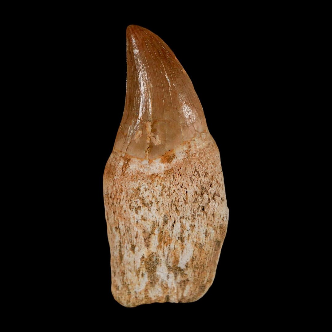 2" Halisaurus Walkeri Mosasaur Fossil Tooth Rooted Cretaceous Dinosaur ...