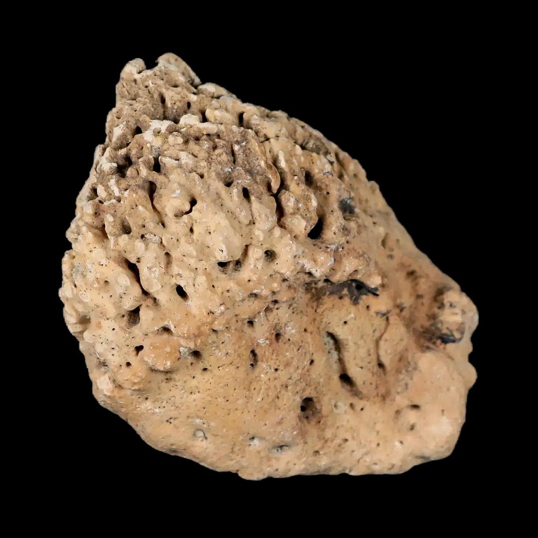 2" Glyptodon Fossil Osteoderm Spike Scute Plate Bony Armor Pleistocene ...