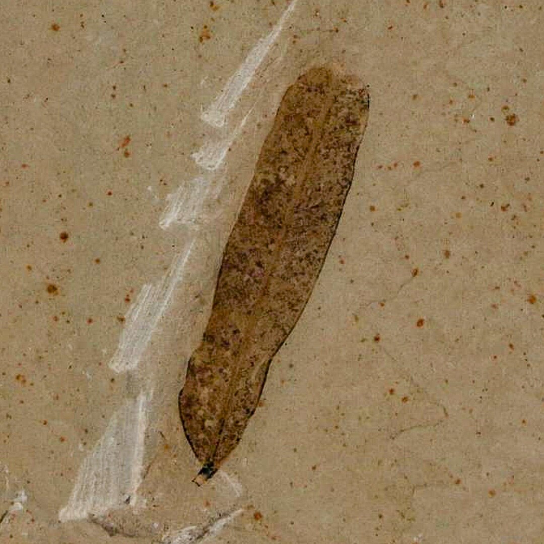 1.1" Highly Detailed Caesalpinia Pecorae Divi Divi Trees Fossil Plant ...