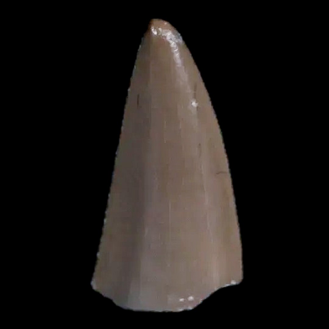 0.4" Postosuchus Rauisuchid Archosaur Fossil Tooth Chinle Formation ...