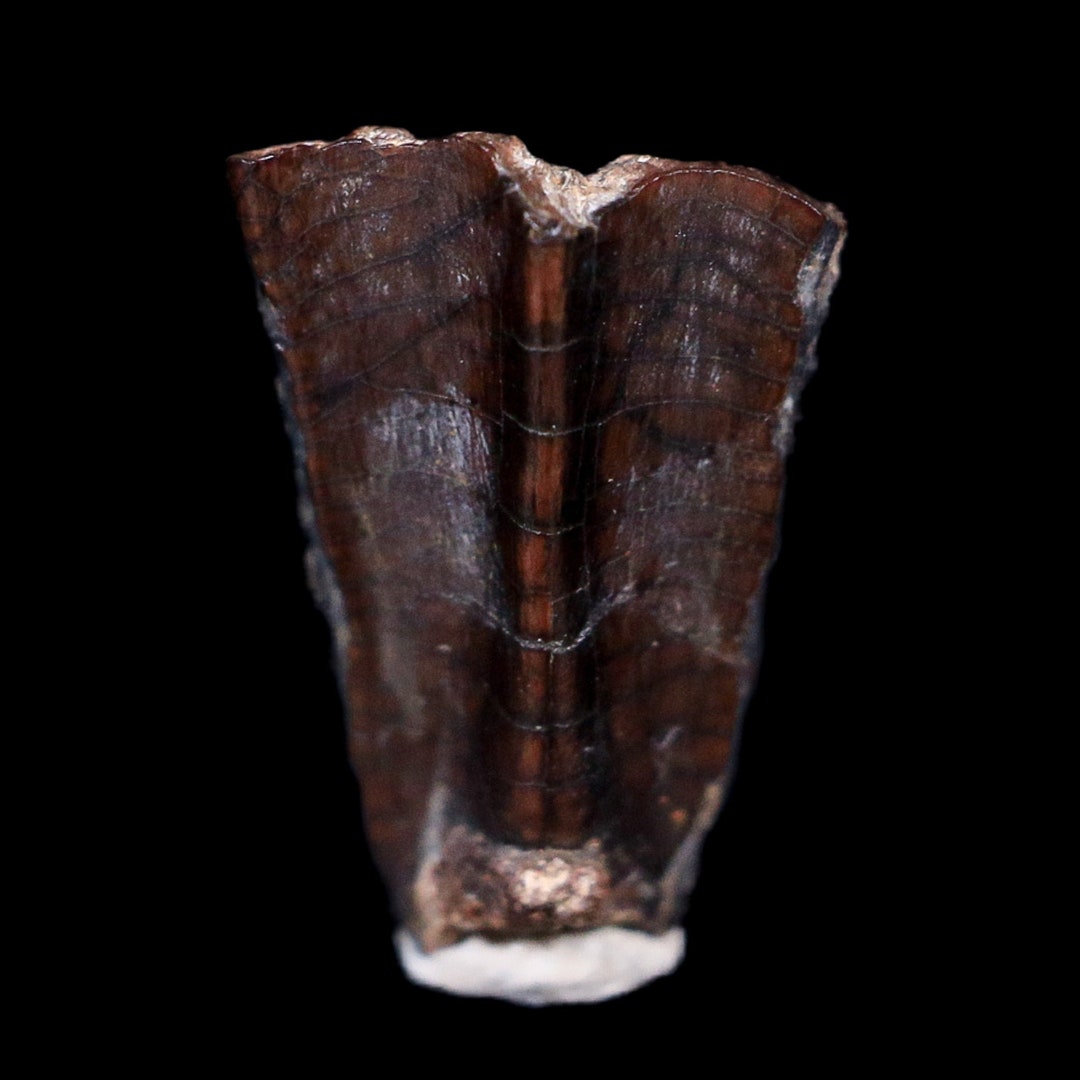 0.5 Gryposaurus Fossil Tooth Duck-billed Dinosaur Judith River ...