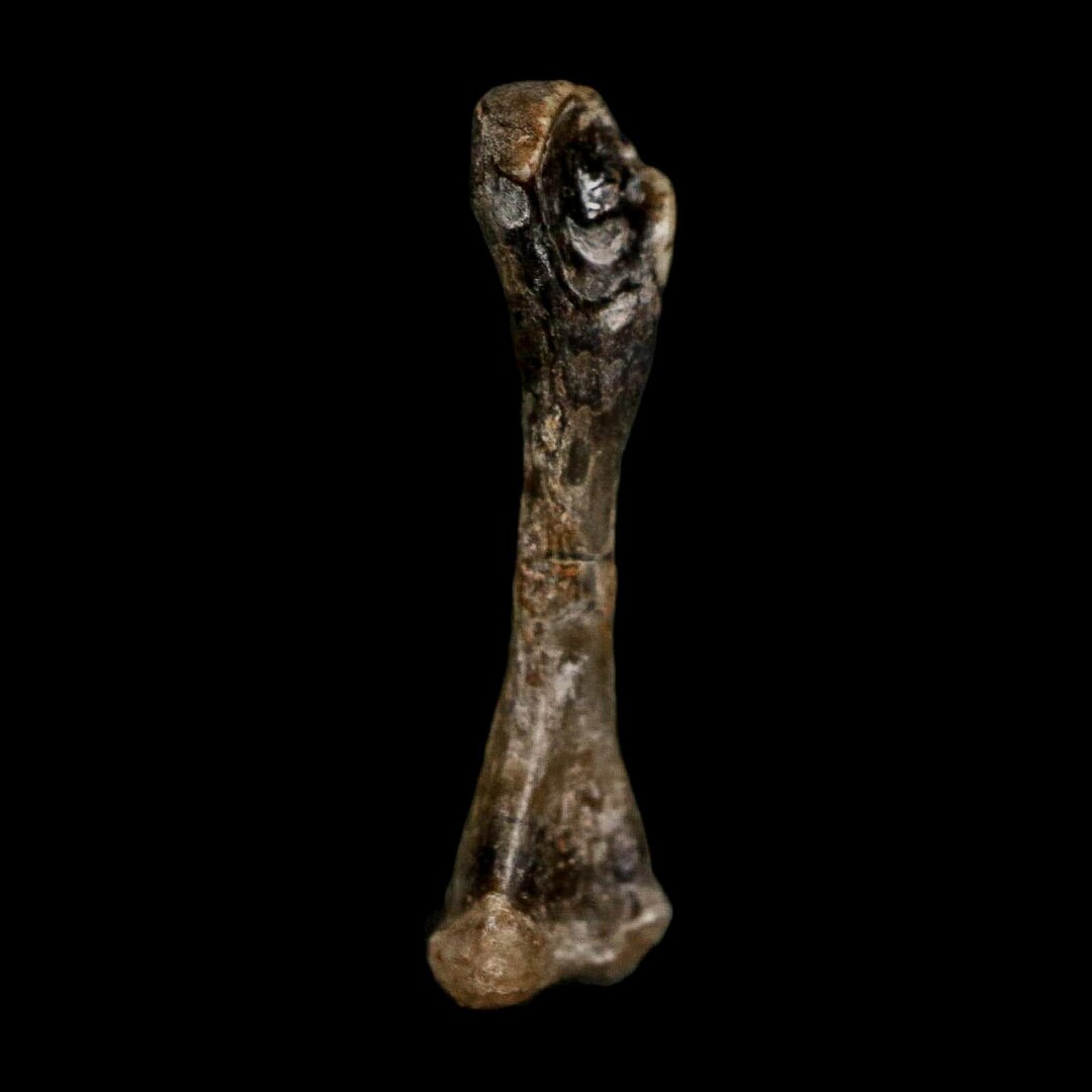 0.8" Captorhinus Aguti Fossil Femur Bone Permian Age Reptile 299 Mil ...