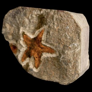 30MM Brittlestar Petraster Starfish Fossil Ordovician Age Blekus ...