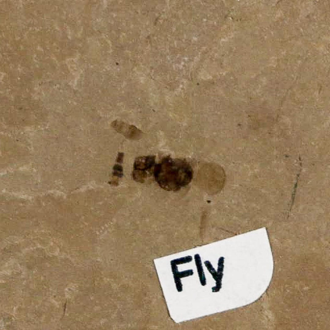 0.3" Fossil Fly Insect Green River Formation Uintah County Utah Eocene ...