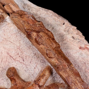 13" Polycotylid Plesiosaur Jaw and Vertebrae Fossil in Situ Cretaceous ...