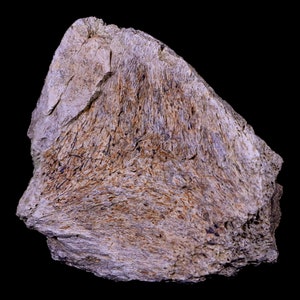 3.3 Triceratops Skull Fossil Bone Lance Creek Formation Late Cretaceous ...