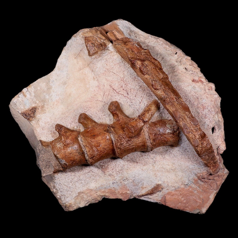 13" Polycotylid Plesiosaur Jaw and Vertebrae Fossil in Situ Cretaceous ...