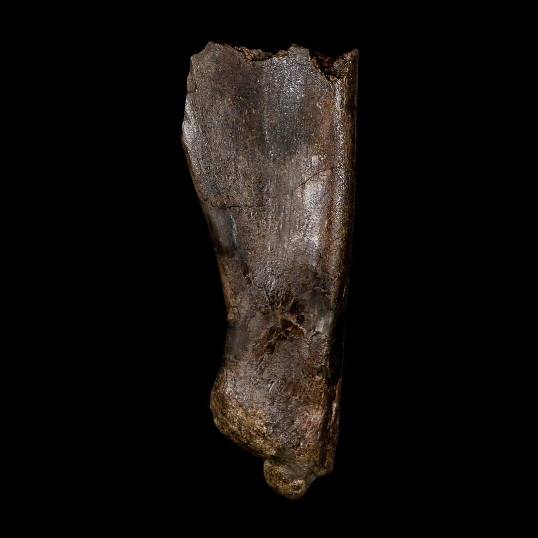 5.9" Hypacrosaurus Dinosaur Fossil Scapula Bone Two Medicine Formation ...