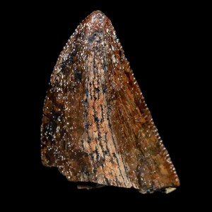 0.9" Majungasaurus Serrated Fossil Tooth Cretaceous Dinosaur Madagascar ...
