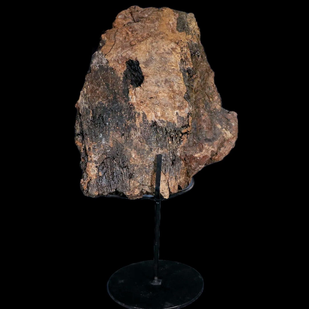 8 Triceratops Fossil Frill Bone Lance Creek Formation Cretaceous ...