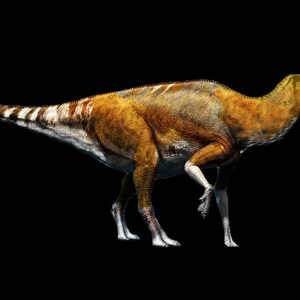 3.7 Brachylophosaurus Fossil Sacrum Vertebrae Process Cretaceous ...