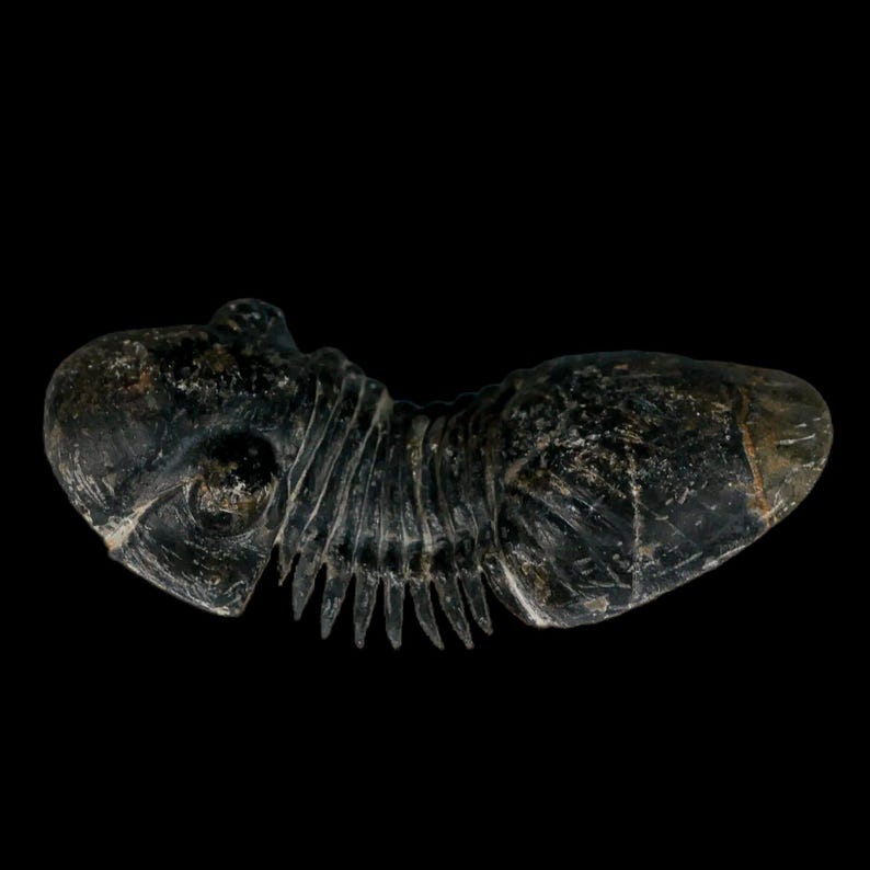 2.6" Paralejurus SP Trilobite Fossil Morocco Devonian Age 400 Mil Years ...