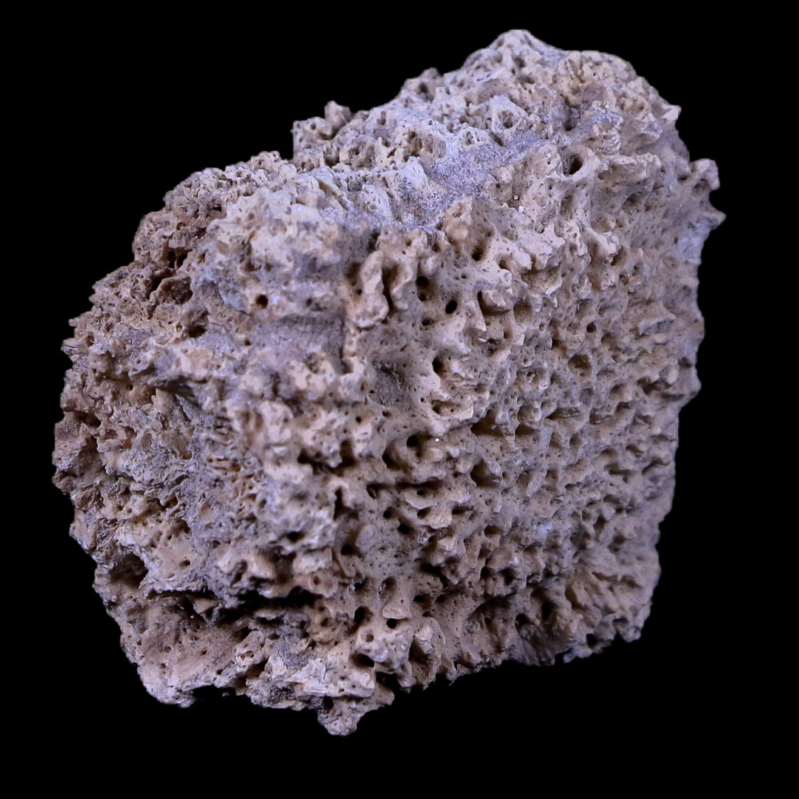 1.8 Glyptodon Fossil Osteoderm Scute Plate Bony Armor - Etsy