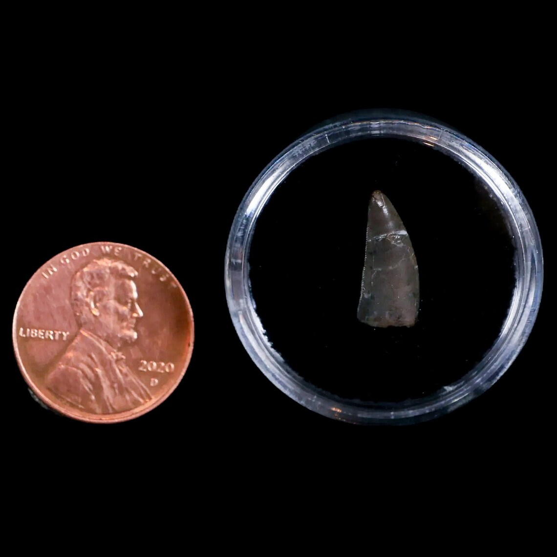 0.5" Postosuchus Rauisuchid Archosaur Fossil Tooth Chinle Formation ...