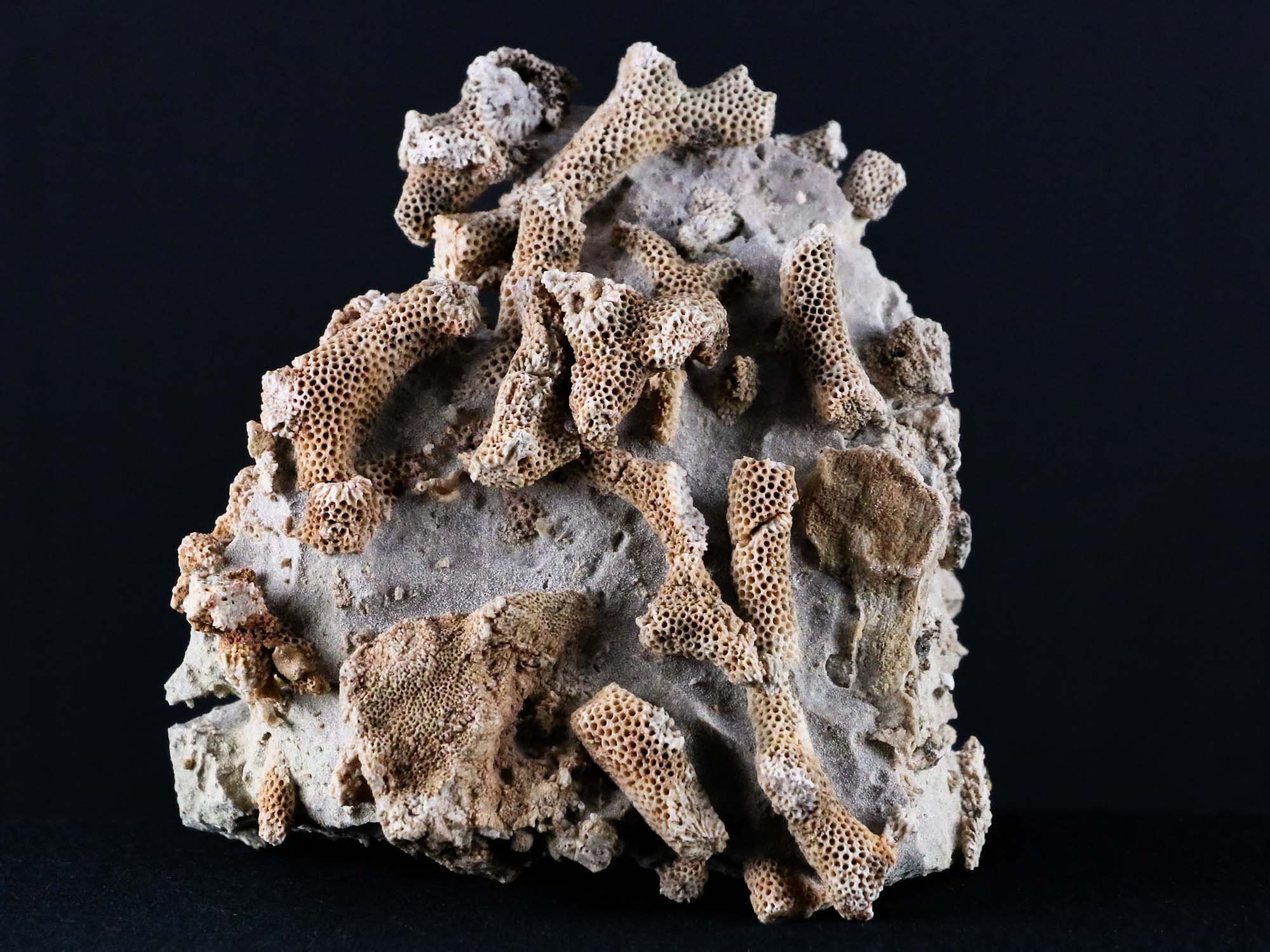 Devonian Period Coral