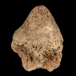 3.4 Glyptodon Fossil Osteoderm Spike Scute Plate Bony Armor Pleistocene ...