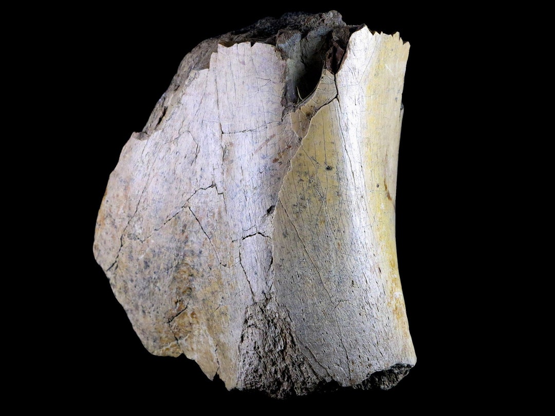 5.3" Edmontosaurus Fossil Humerus Bone Specimen Lance Creek Cretaceous ...