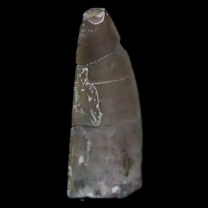 0.5" Postosuchus Rauisuchid Archosaur Fossil Tooth Chinle Formation ...