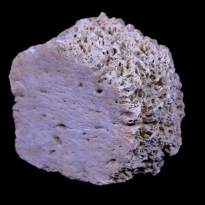 1.8 Glyptodon Fossil Osteoderm Scute Plate Bony Armor 1.2 Ounces ...
