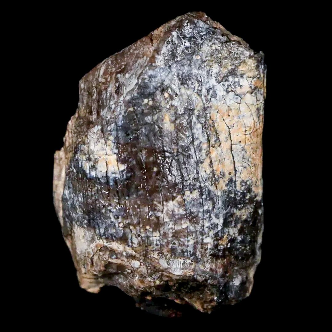 1 Jobaria Sauropod Fossil Tooth Middle Jurassic Age Dinosaur Tiourarén ...