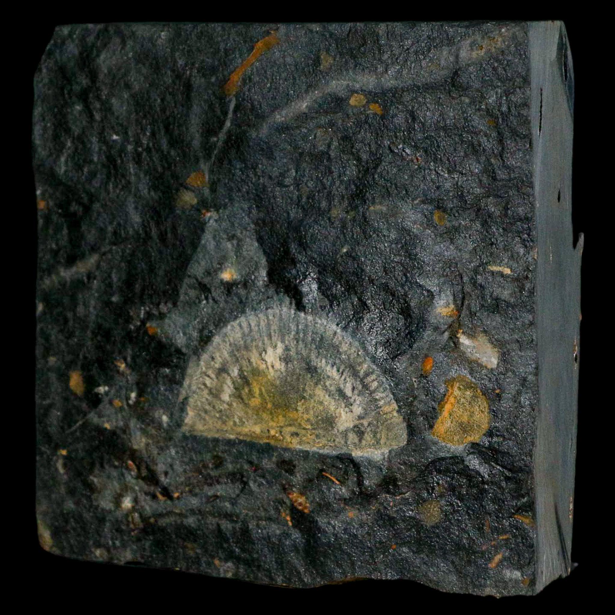 1.7" Fossil Paralenorthis Sp Brachiopod in Matrix Valongo Formation ...