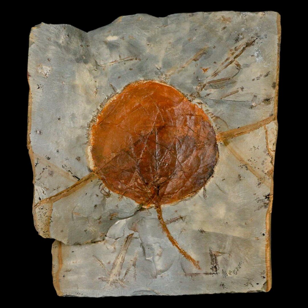 2.4" Zizyphoides Flabellum Fossil Plant Leaf Fort Union Glendive ...