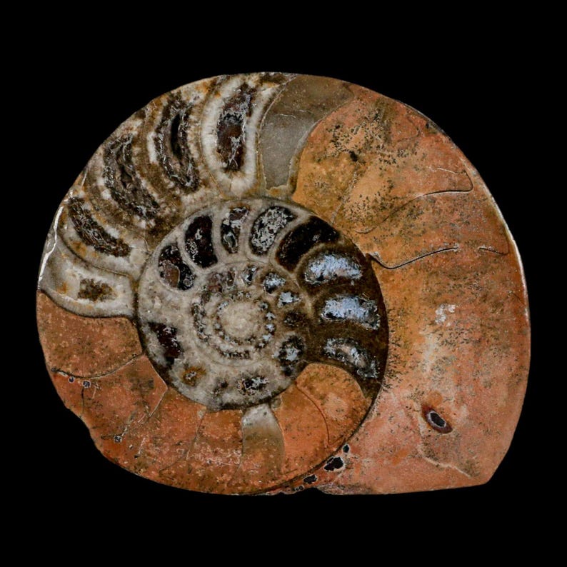 3.1" Goniatite Ammonite Polished Fossil, Cut Half's Erfoud Morocco ...
