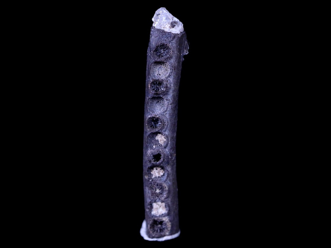 0.9 Cacops Jaw Fossil Teeth Permian Age Reptile Admiral - Etsy